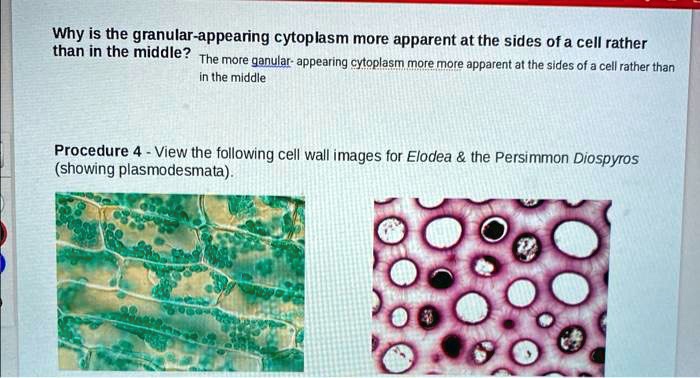 Why is the granular-appearing cytoplasm more apparent at the sides of a ...