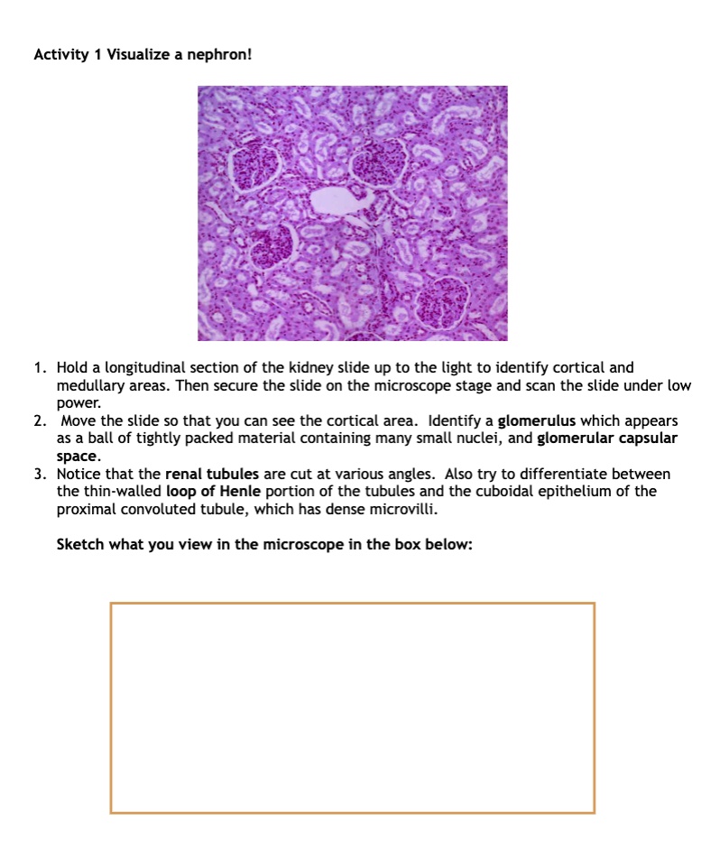 activity 1 visualize a nephron hold a longitudinal section of the ...
