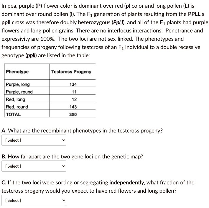in pea purple p flower color is dominant over red p color and long ...
