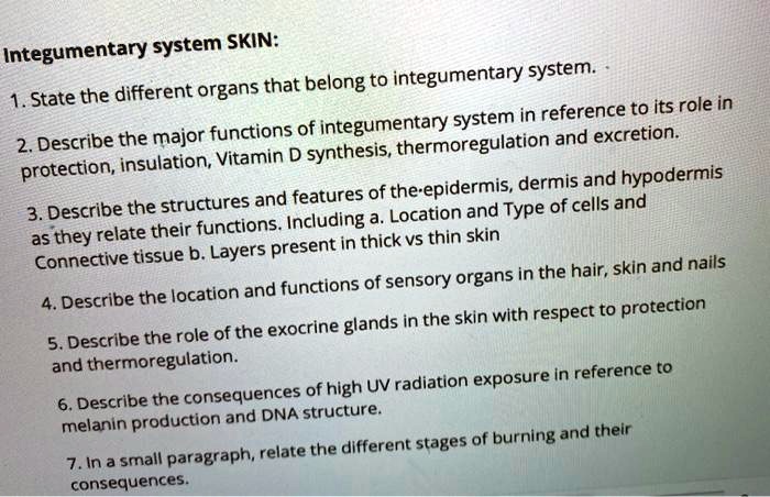 SOLVED: Integumentary system: SKIN 1. State the different organs that ...