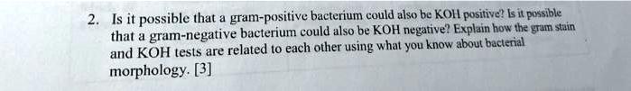 SOLVED: Is it possible that gram-positive bacterium could also be KOH ...