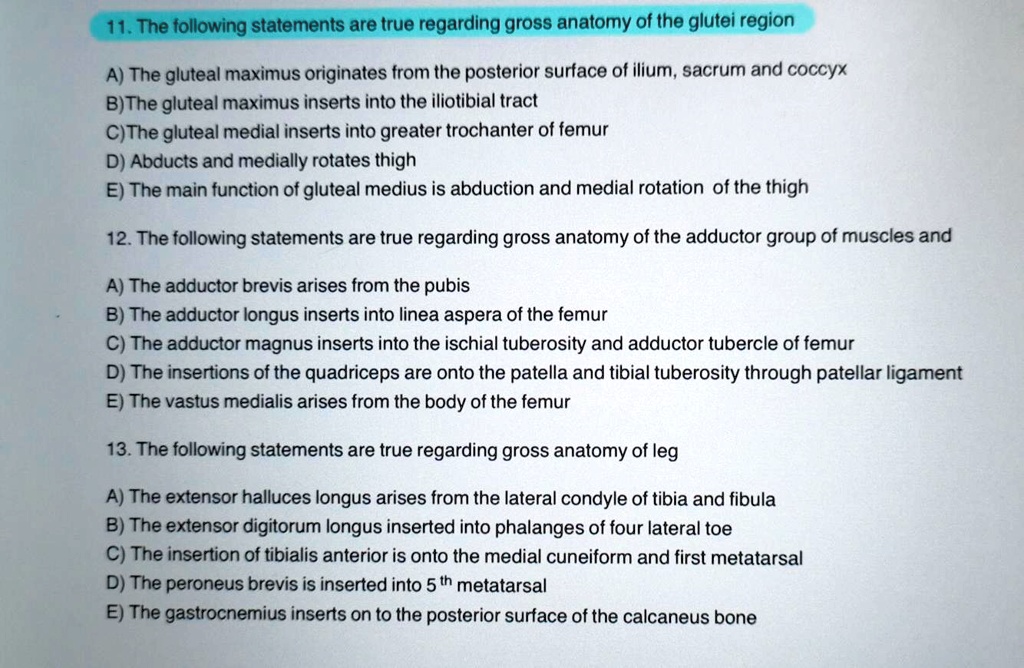 11. The following statements are true regarding gross anatomy of the ...
