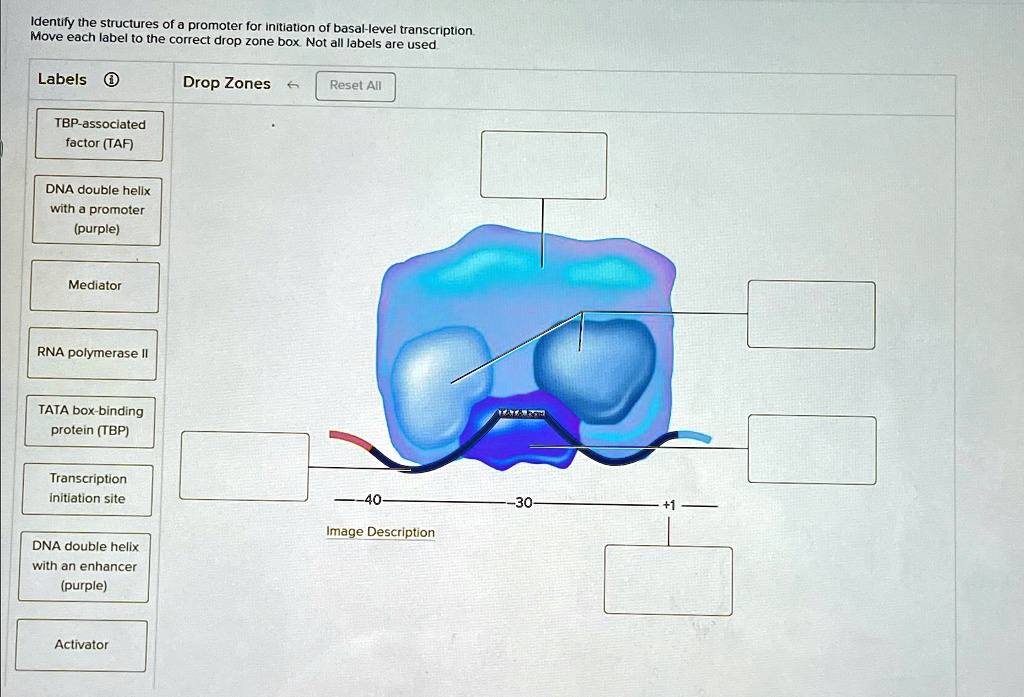 Identify the structures of a promoter for initiation of basal-level ...