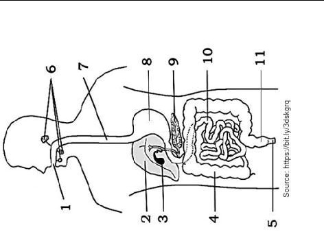 SOLVED: 'label the parts of digestive system. then give the function of ...