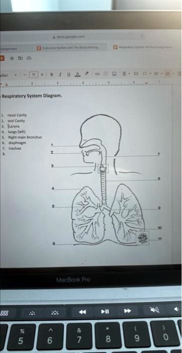 Respiratory System Diagram. 1. nasal Cavity 2. oral Cavity 3. Larynx 4 ...