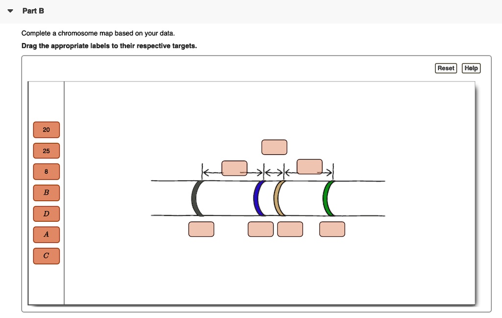 SOLVED: Part B Complete chromosome map based on your data Drag the appropriate labels to their ...