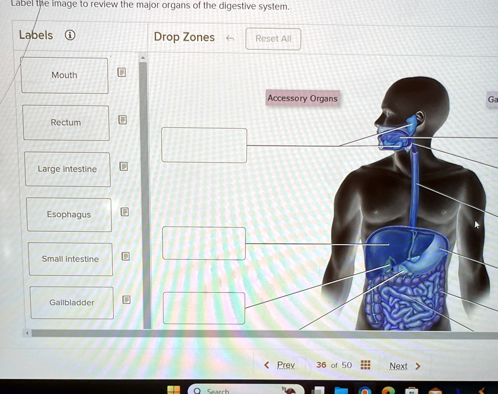 Label the image to review the major organs of the digestive system. Labels Drop Zones Mouth ...