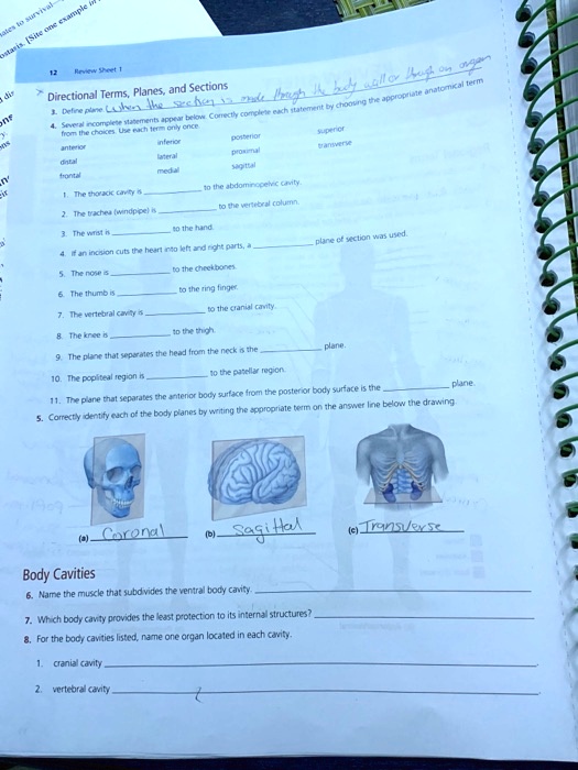 Directional Terms, Planes, and Sections Define plane when the section ...