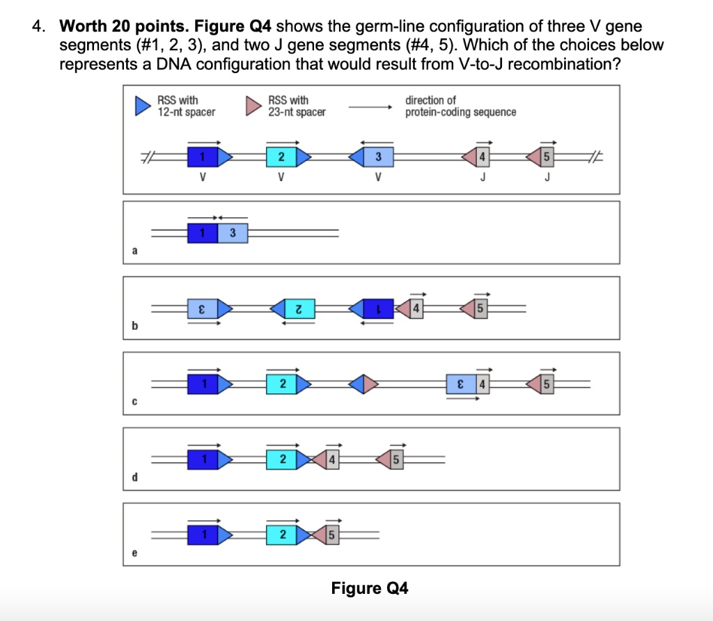 SOLVED: 4 Worth 20 points. Figure Q4 shows the germ-line configuration ...