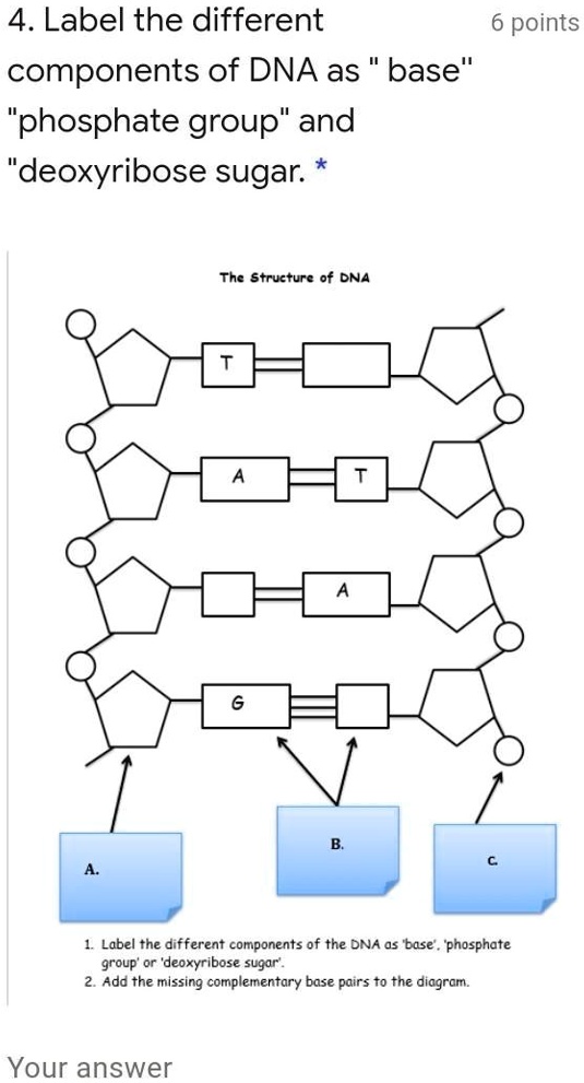 SOLVED: 'Label the different components of DNA as " base” "phosphate group" and "deoxyribose ...