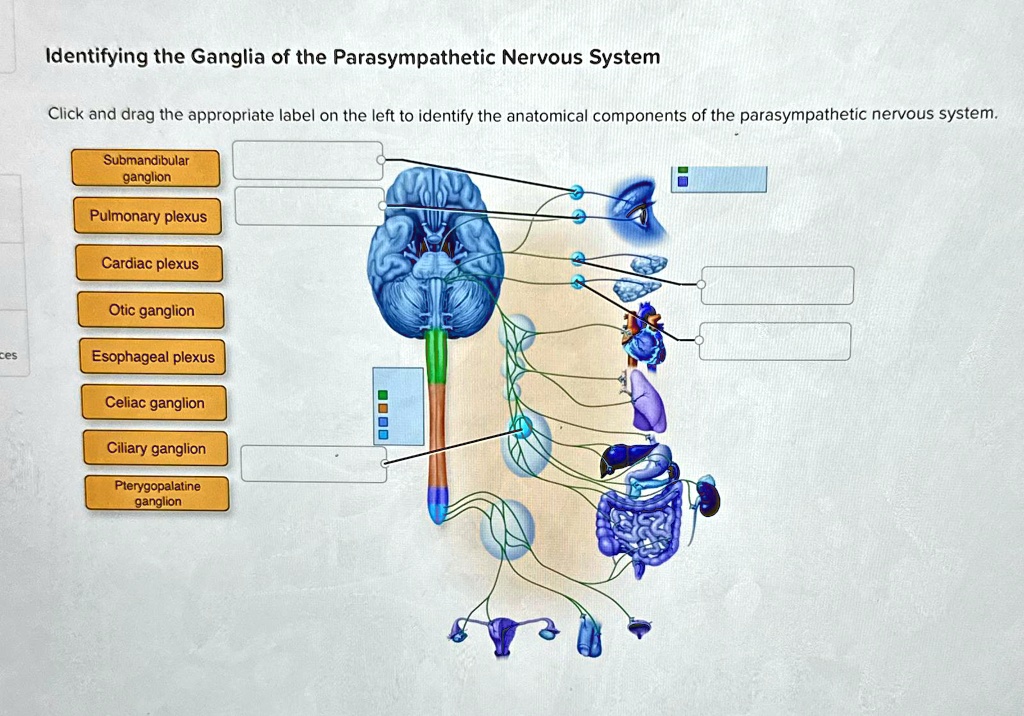 Identifying the Ganglia of the Parasympathetic Nervous System Click and ...