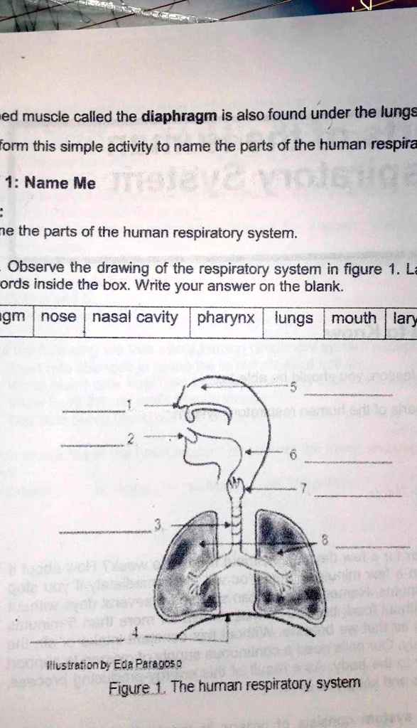 med muscle called the diaphragm is also found under the lungs form this ...