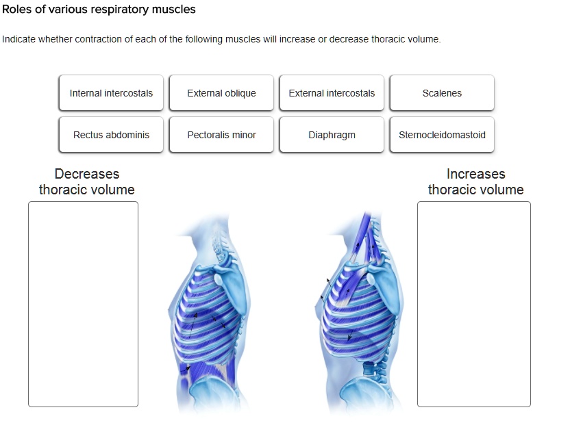 Roles of various respiratory muscles Indicate whether contraction of each of the following ...