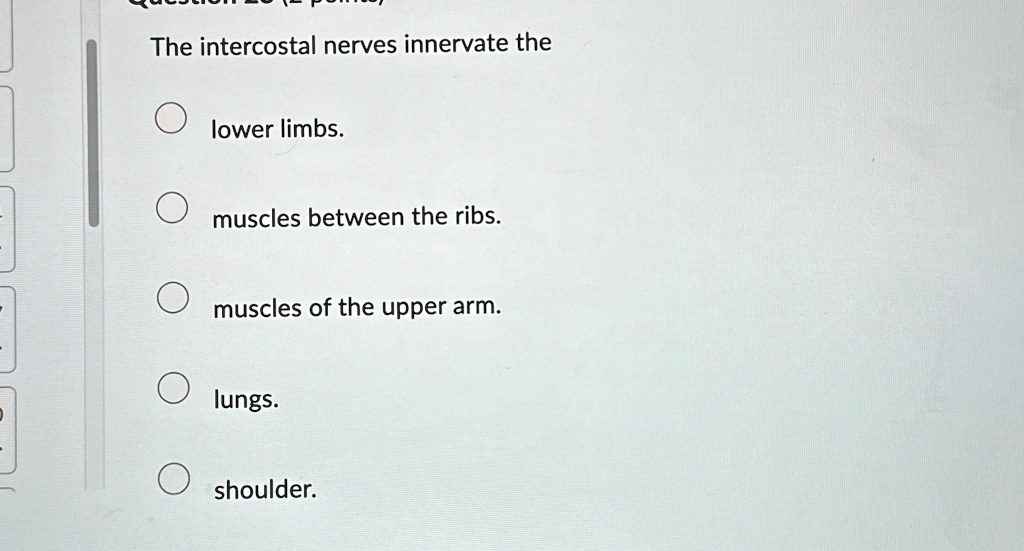The intercostal nerves innervate the lower limbs. muscles between the ...