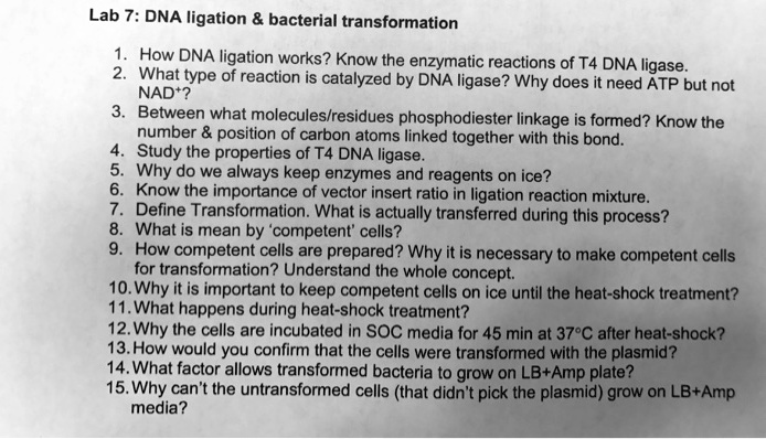 Lab 7: DNA ligation bacterial transformation 1. How DNA ligation works ...