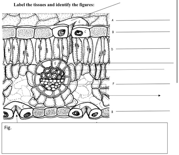 SOLVED: Label the tissues and identily the ligures: Fig
