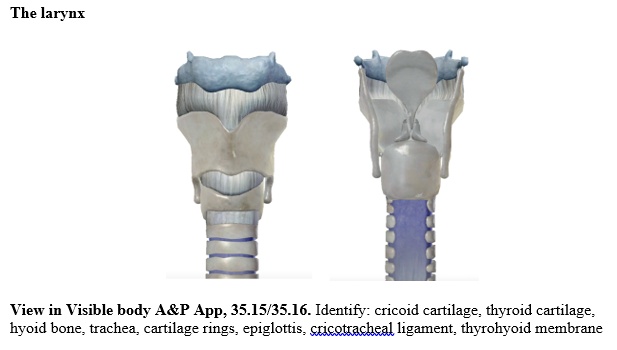 SOLVED: The larynx View in Visible Body A P App, 35.15/35.16. Identify ...