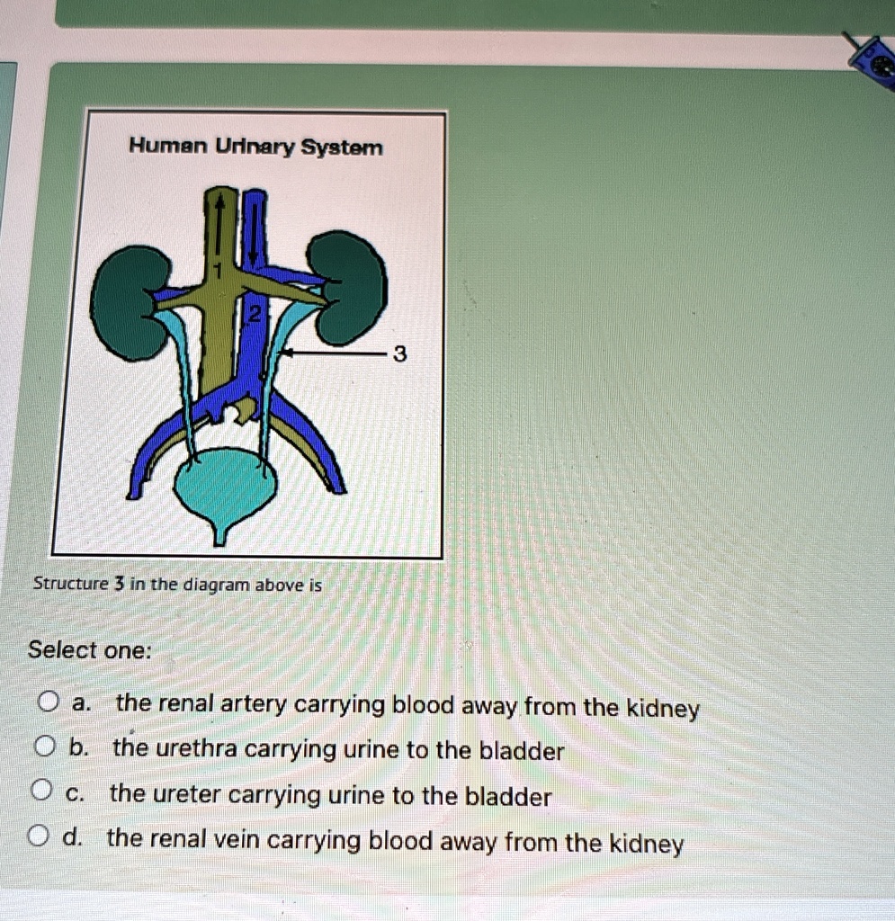 Human Urinary System 3 Structure 3 in the diagram above is Select one ...