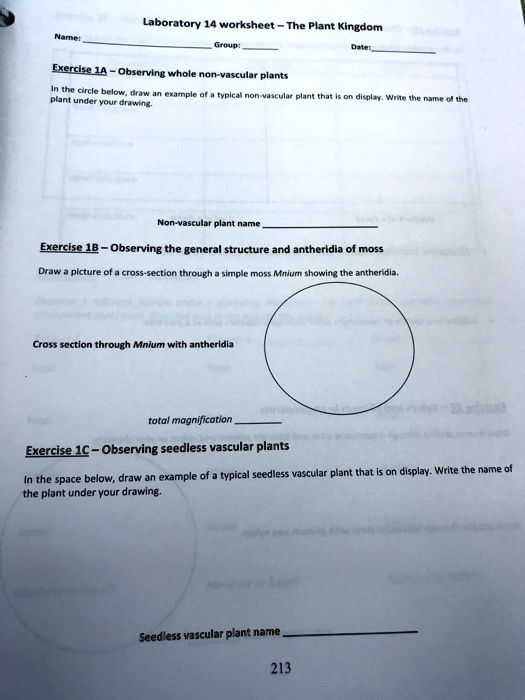 SOLVED: Laboratory 14 worksheet The Plant Kingdom Namn 'Dat Exercise 14 ...