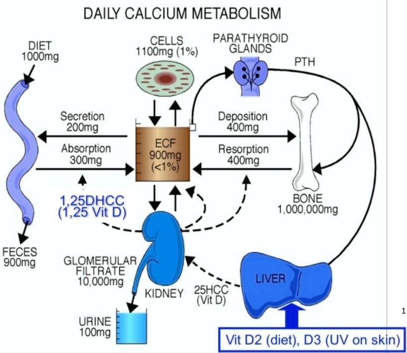 DIET 1000mg DAILY CALCIUM METABOLISM CELLS 1100mg (1%) PARATHYROID ...