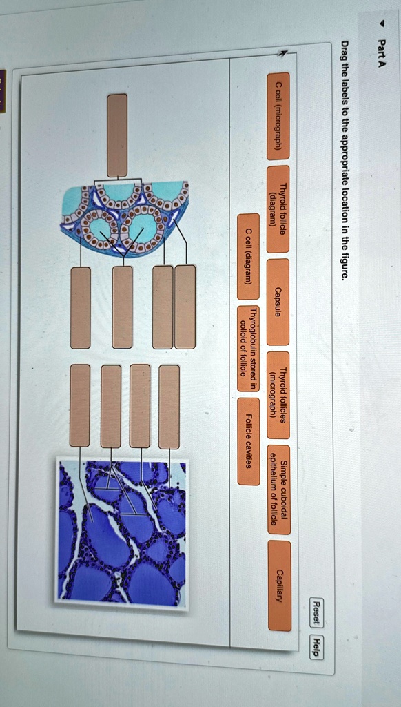 Part A Drag the labels to the appropriate location in the figure. 4 ...