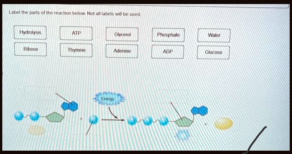 Label the parts of the reaction below. Not all labels will be used ...
