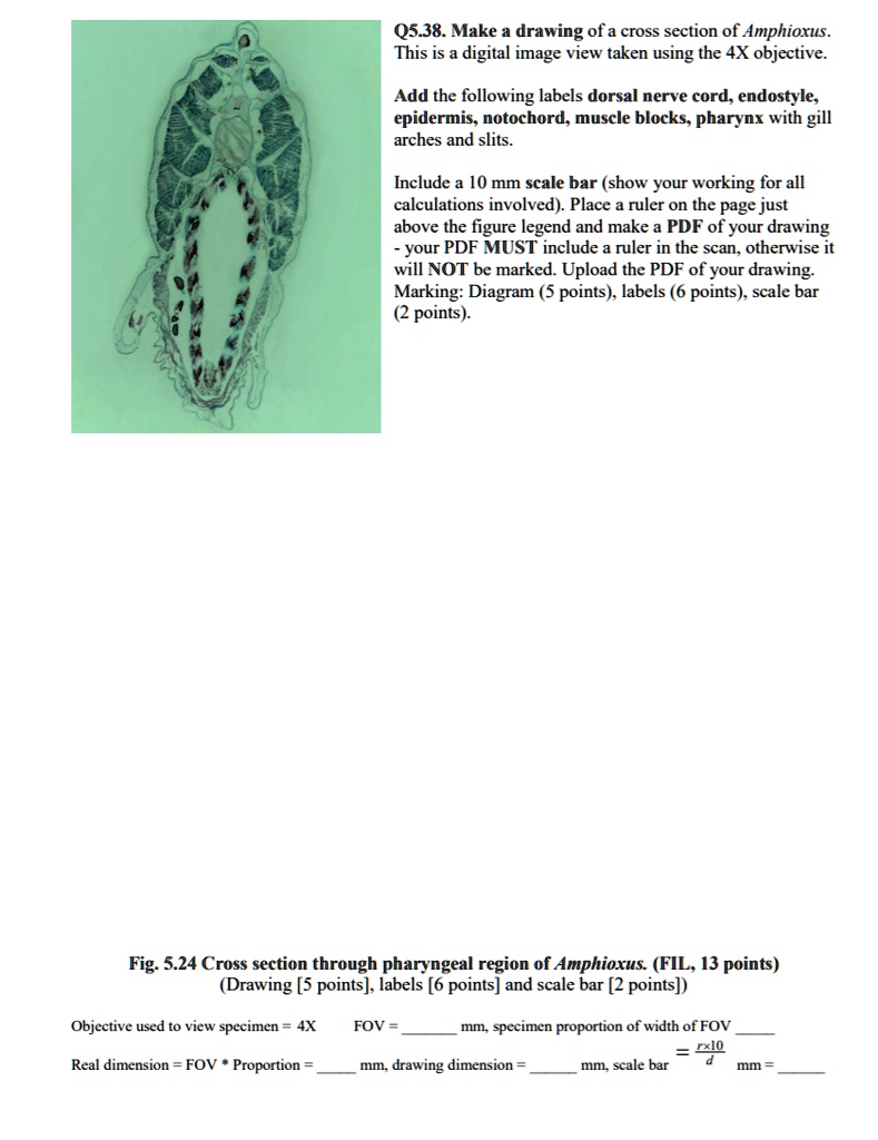 0538 make drawing of a cross section of amphioxus this is...