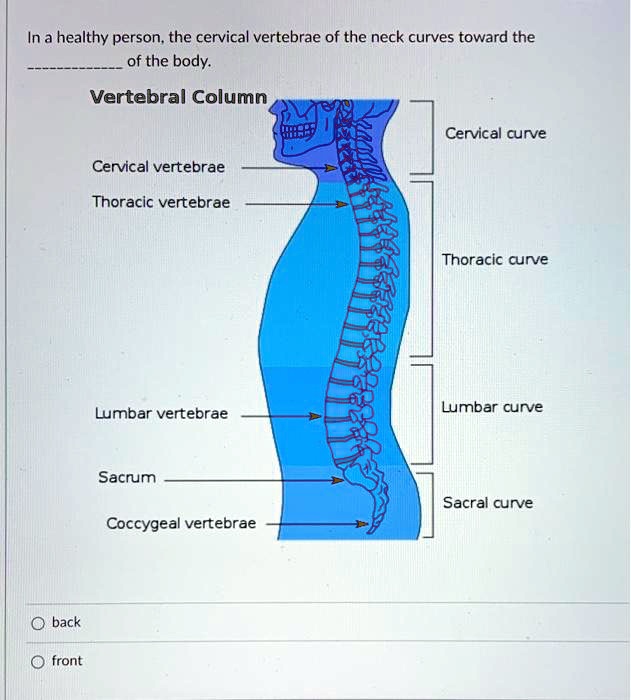 SOLVED: In a healthy person, the cervical vertebrae of the neck curve ...