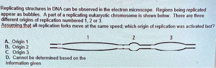 Replicating structures in DNA can be observed in the electron ...