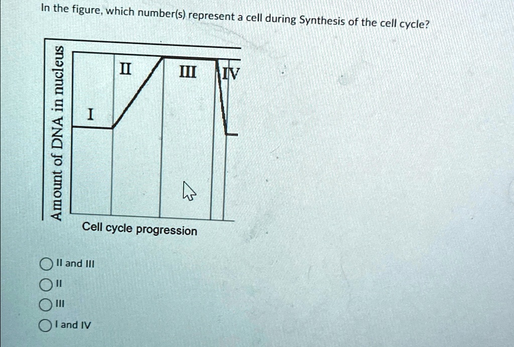 In the figure, which number(s) represent a cell during Synthesis of the ...