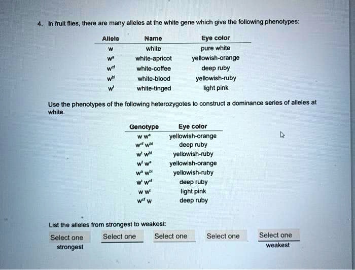 SOLVED: In fruit flies, there are many alleles at the white gene which ...