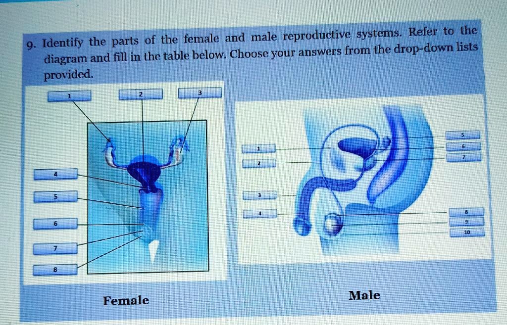 Texts: 9. Identify the parts of the female and male reproductive ...