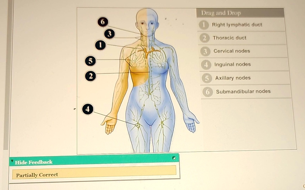 Solved Drag And Drop Right Lymphatic Duct Thoracic Duct Cervical Nodes Inguinal Nodes Axillary