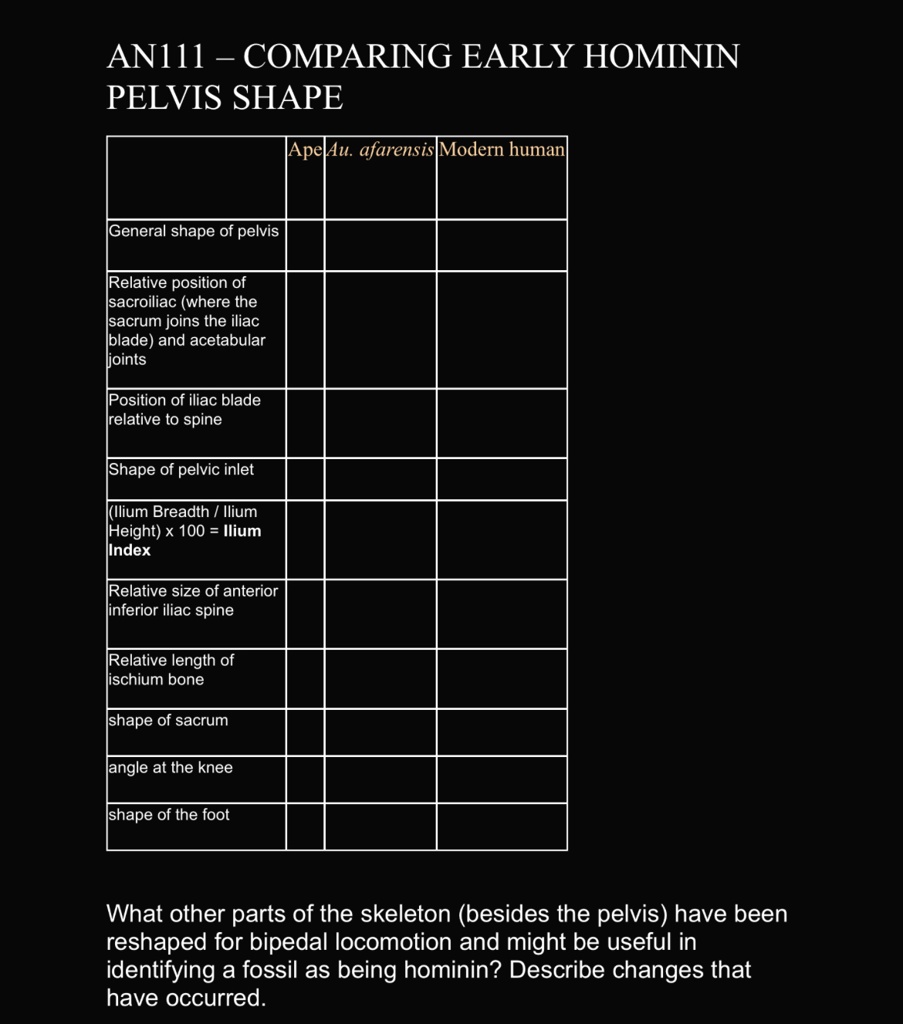 AN111 – COMPARING EARLY HOMININ PELVIS SHAPE Ape Au. afarensis Modern ...