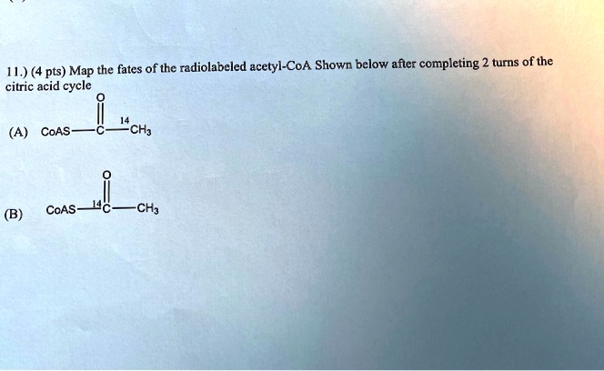 map the fates of the radiolabeled acetyl coa shown below after ...