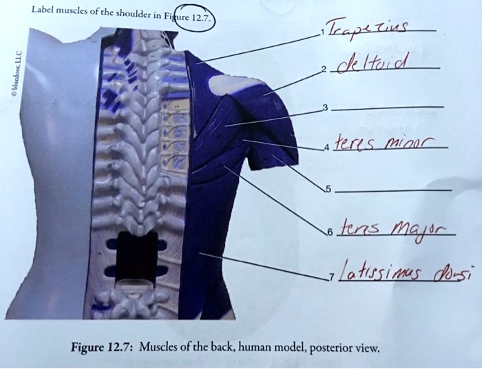 SOLVED: Label muscles of the shoulder in Figure 12.7 deltoid teres ...