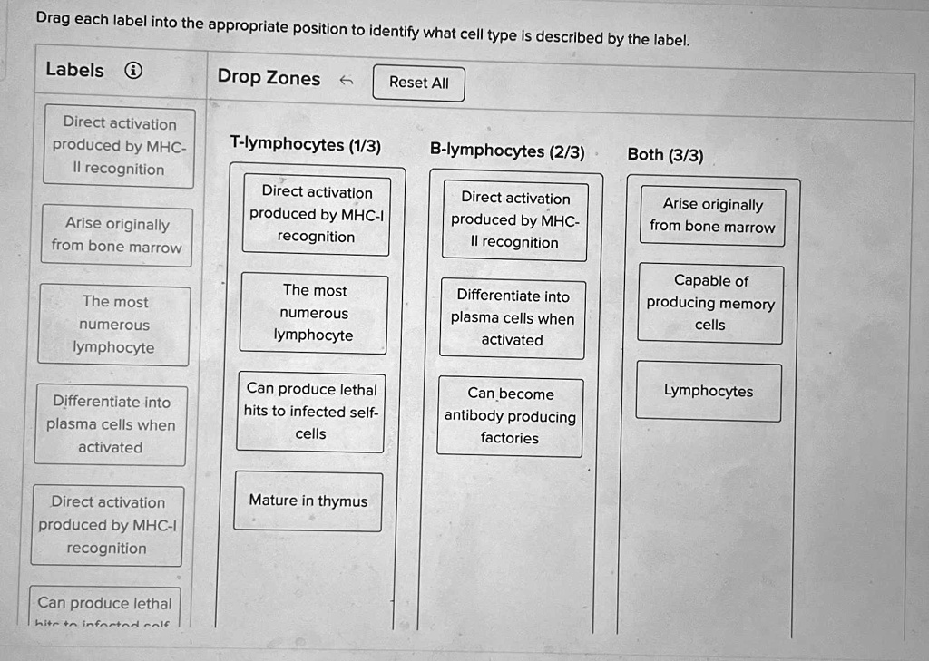 Solved Drag Each Label Into The Appropriate Position To Identify What Cell Type Is Described By