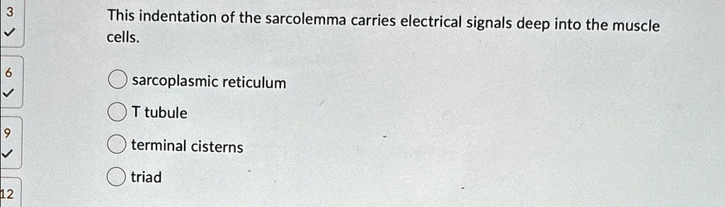 This indentation of the sarcolemma carries electrical signals deep into ...
