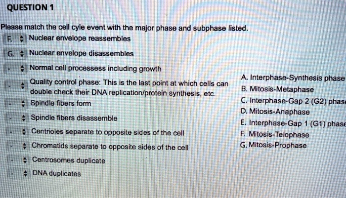 QUESTION 1 Please match the cell cyle event with the major phase and ...