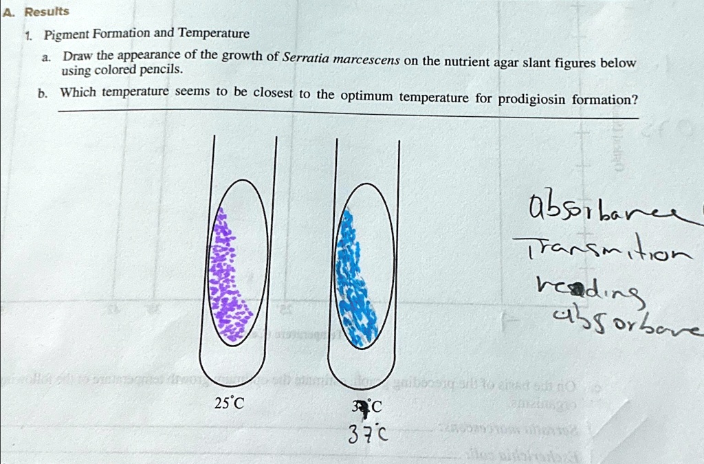 A. Results 1. Pigment Formation and Temperature a. Draw the appearance ...