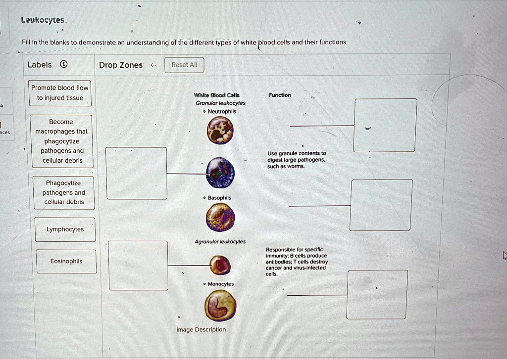 leukocytes fill in the blanks to demonstrate an understanding of the ...