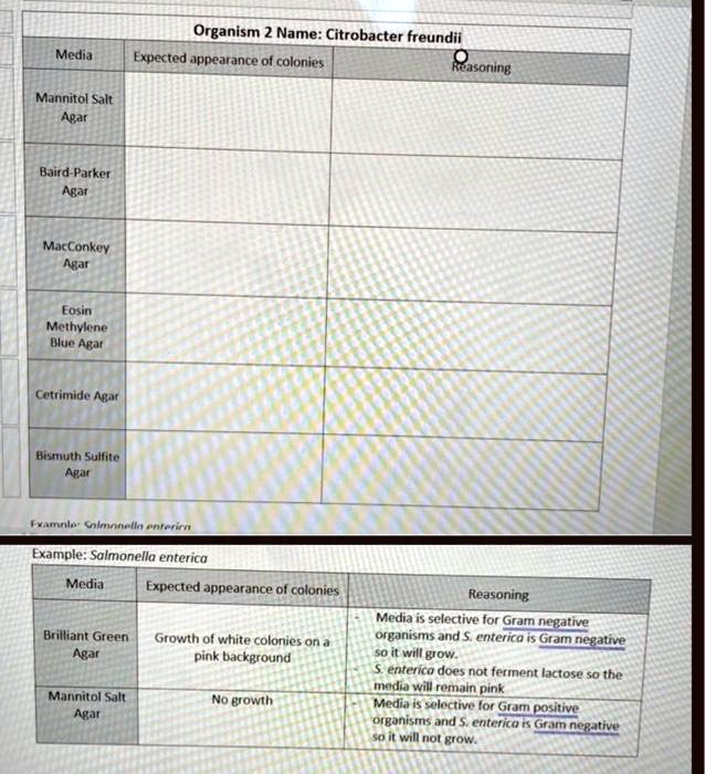SOLVED: Organism 2 Name: Citrobacter freundii Expected appearance of ...