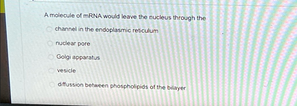 A molecule of mRNA would leave the nucleus through the channel in the ...
