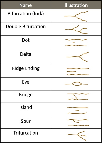 Name Bifurcation (fork) Double Bifurcation Dot Delta Ridge Ending Eye ...