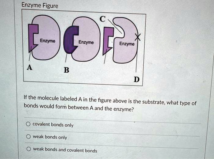 enzyme figure enzyme enzyme enzyme b if the molecule labeled a in the ...