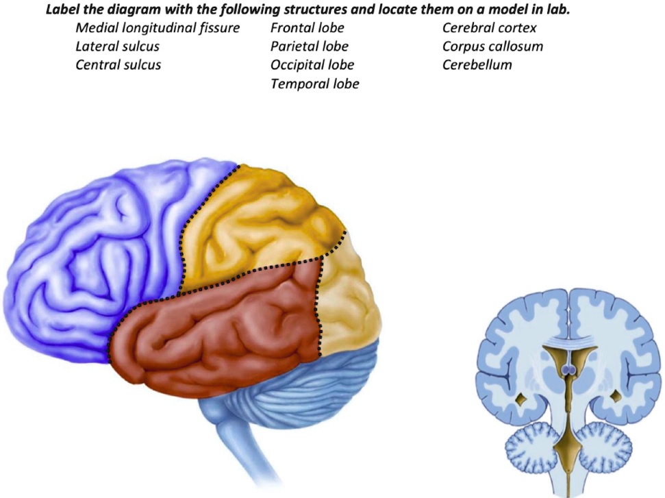 SOLVED: Label the diagram with the following structures and locate them ...
