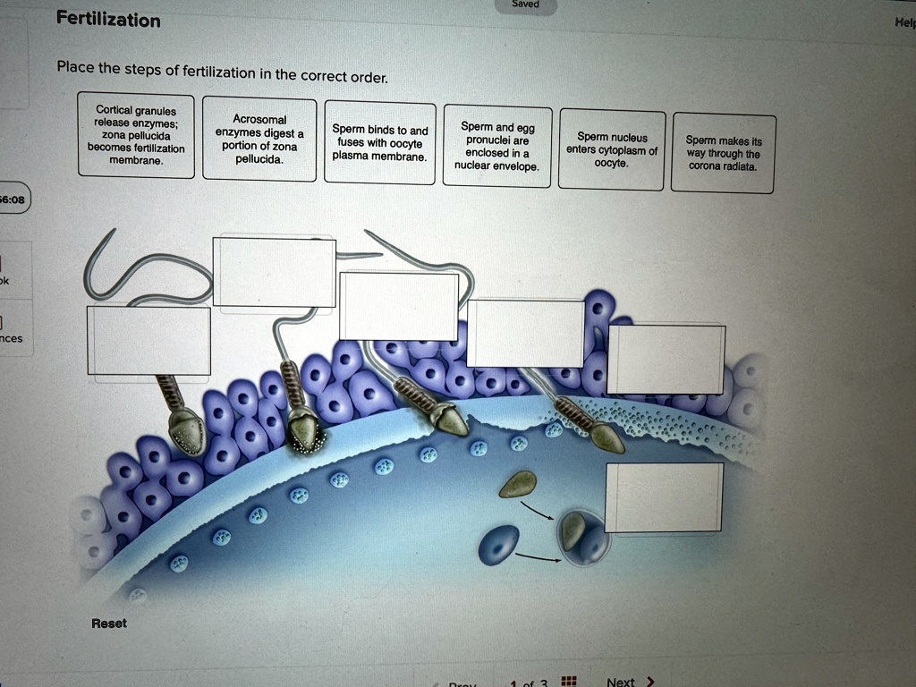 Fertilization Saved Place the steps of fertilization in the correct ...
