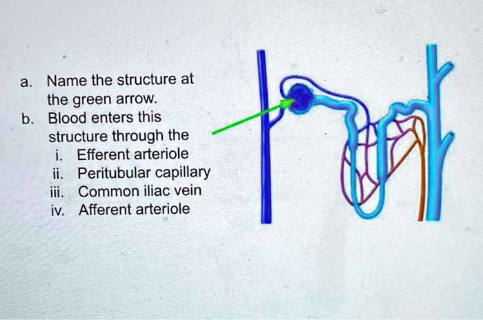 a. Name the structure at the green arrow. b. Blood enters this structure through the i. Efferent ...