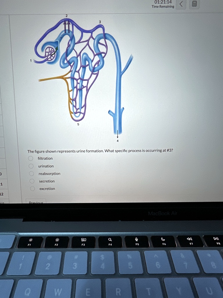 3 the figure shown represents urine formation what specific process is occurring at 3 filtration ...