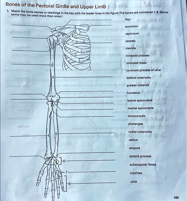 SOLVED: Texts: please help!!! Bones of the Pectoral Girdle and Upper ...